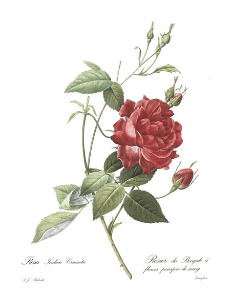 COUGAR - Jimmorisson.fr